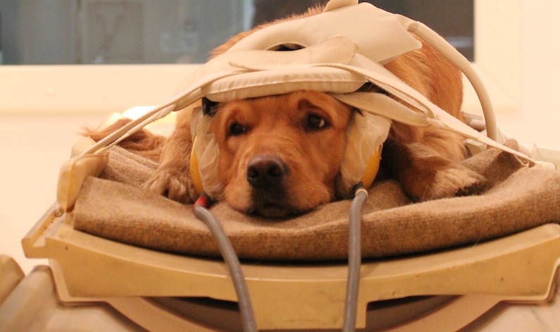 Puppy Love: Brain Scans Reveal What Goes On In Your Canine’s Mind