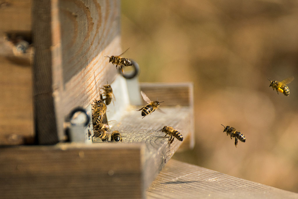 Norway Creates The World's First Bee Highway