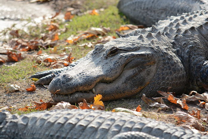 The 19 Animals That Kill The Most Humans Every Year