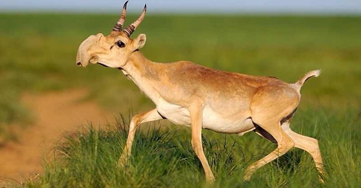 60,000 Antelope Dropped Dead in 4 Days and Nobody Knows Why