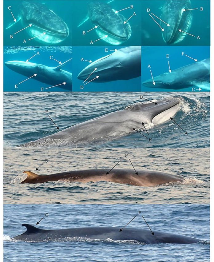 A First: Rare, Elusive Omura’s Whale Caught On Camera