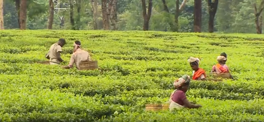 BBC Investigation Uncovers Shocking Labor Conditions At Assam Tea Estates