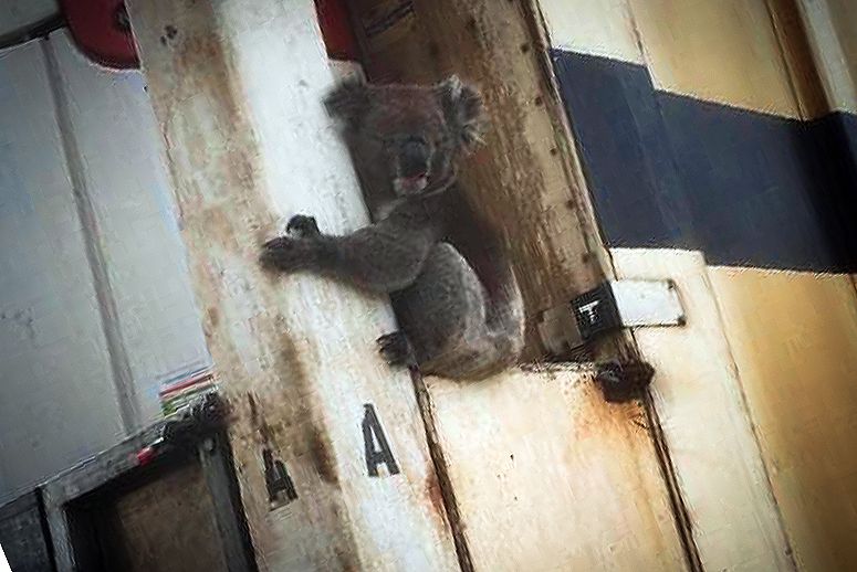 Train-catching Koala Raises Alarm