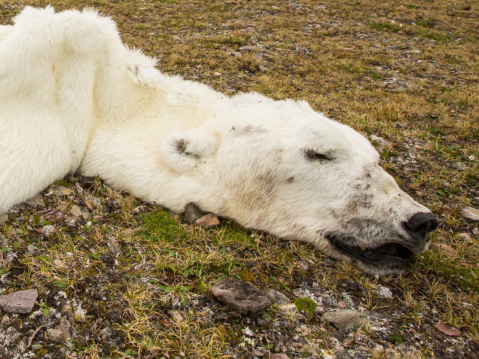 Emaciated Polar Bear Shows What’s Wrong With OUR World