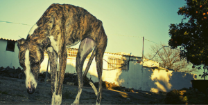 Many People Are Calling This “The Greyhound Holocaust”