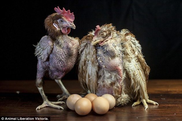 Exposed: Horrific Abuse Of Chickens At ‘Eggland’s Best’ Farms [Watch]