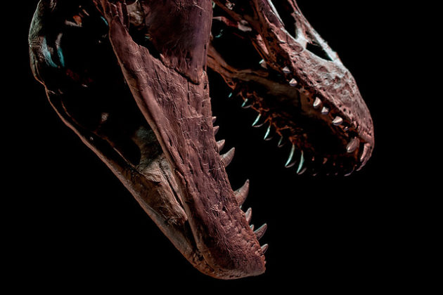 Scientist Discover Red Blood Cells and Soft Tissue in 75-Million-Year ...