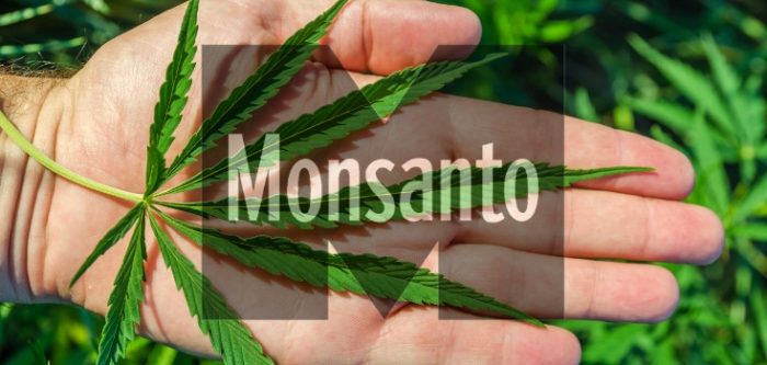Startup Maps Marijuana Genome to Protect Monsanto from Patenting It Startup Maps Marijuana Genome to Protect Monsanto from Patenting It