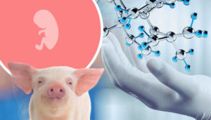Milestone Breakthrough: Scientists Create the First Human-Pig Hybrid Embryo
