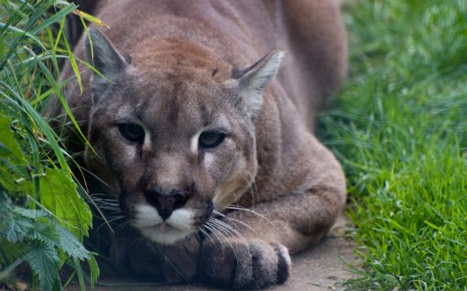 Costa Rica Becomes First Latin America Country to Ban Hunting for Sport