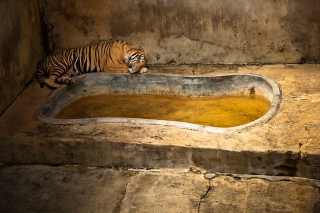 8 Heartbreaking Photos That Reveal Zoos As Animal Prisons