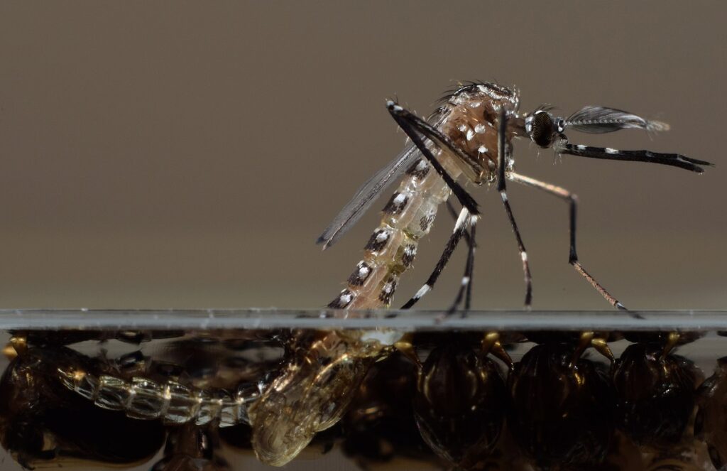 2 Billion Genetically Modified Mosquitoes Cleared for Release in U.S ...